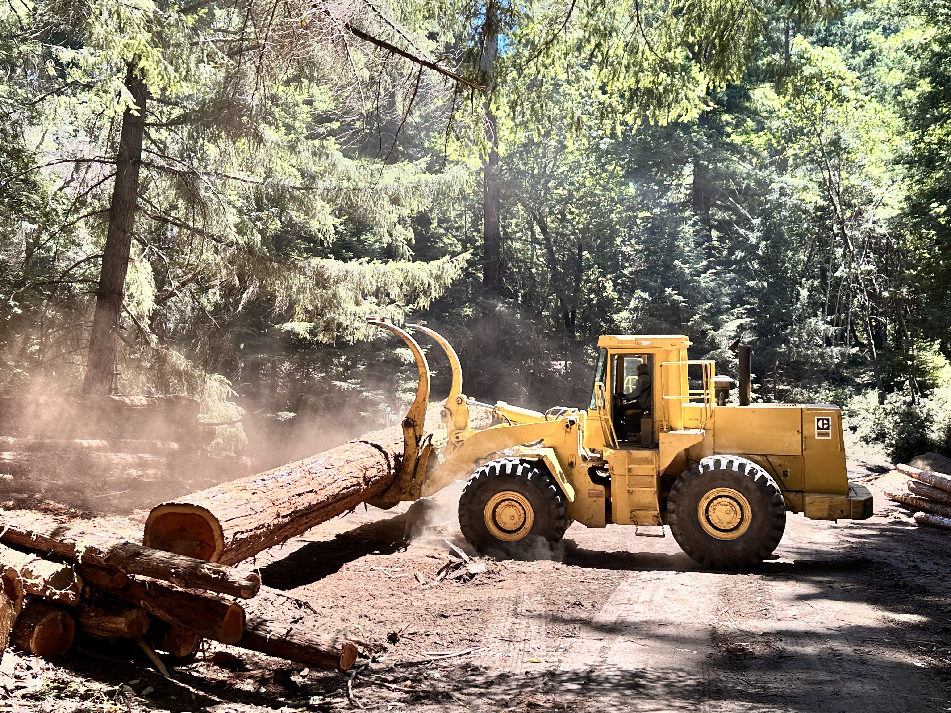 Inside the Timber Harvest at Soquel Demonstration State Forest