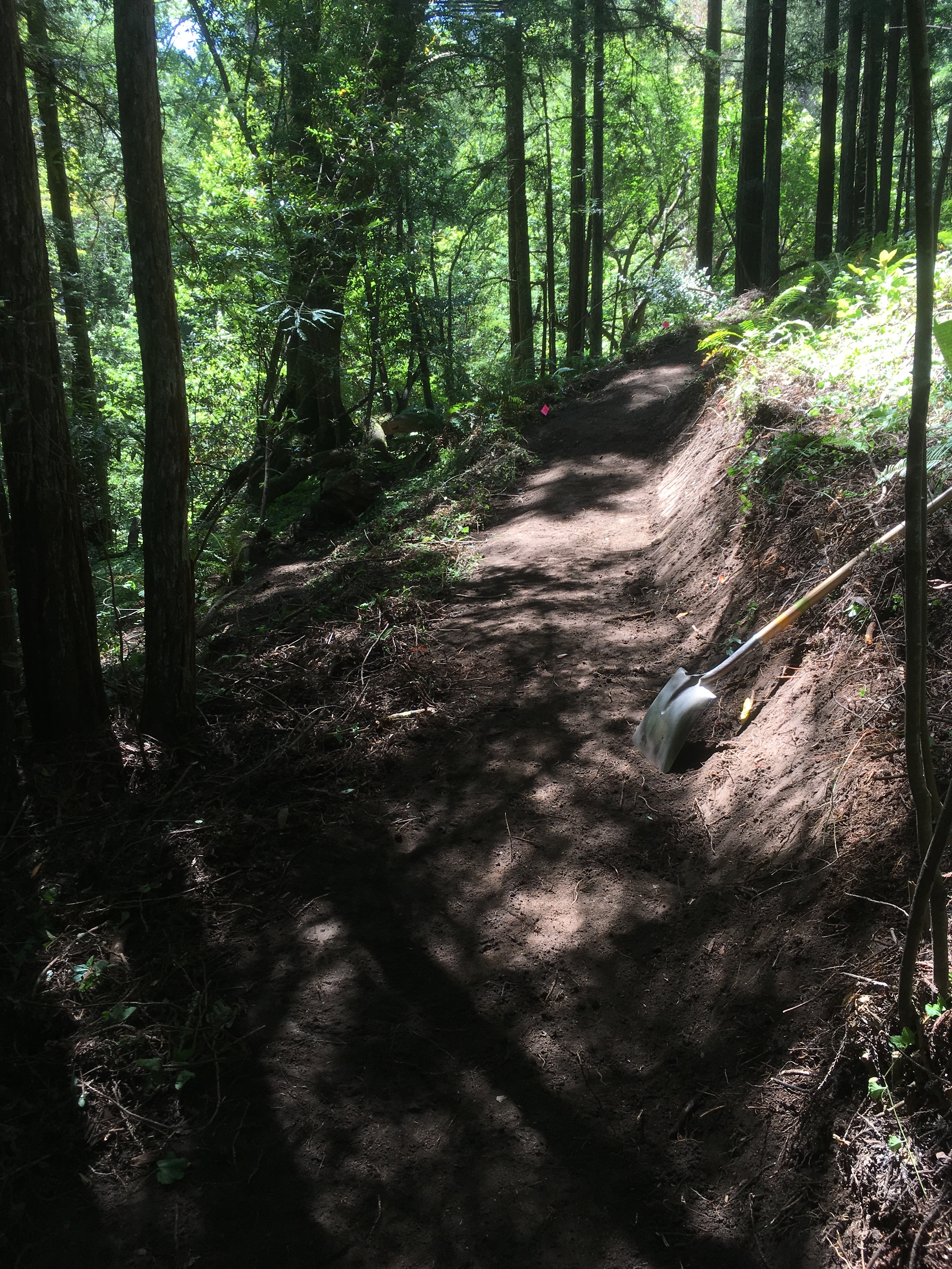 Fern Trail Restoration