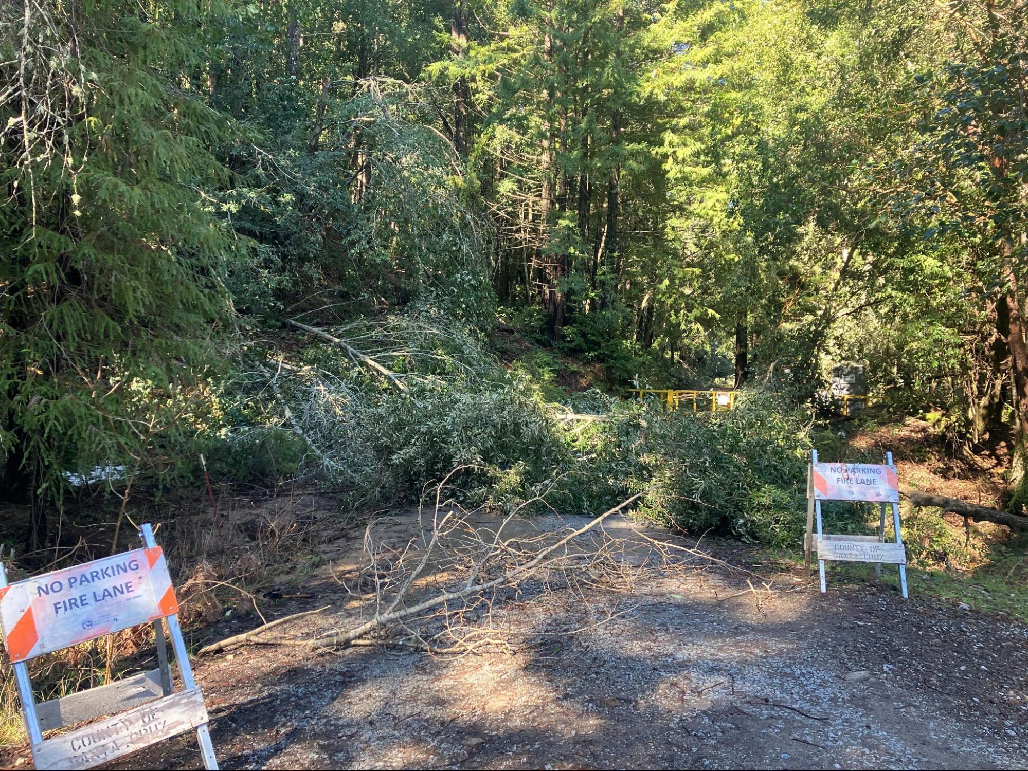 A Peek at the Carnage in Soquel Demonstration State Forest